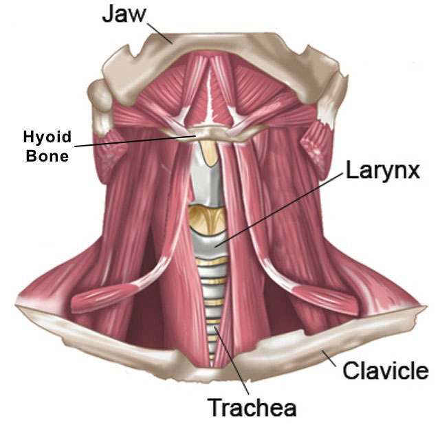 Hyoid Bone: Function, Location & Anatomy - sacas.ac.in Hyoid Bone: Function, Location & Anatomy - sacas.ac.in