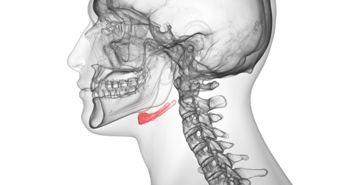 The Hyoid Bone The Hyoid Bone