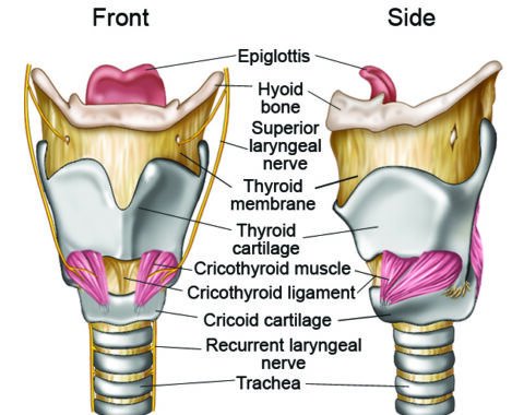 The Laryngeal Nerves